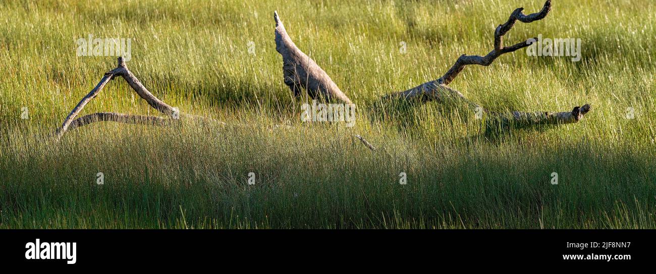 Dead tree trunk visible above thick wetlands grass in early morning ...