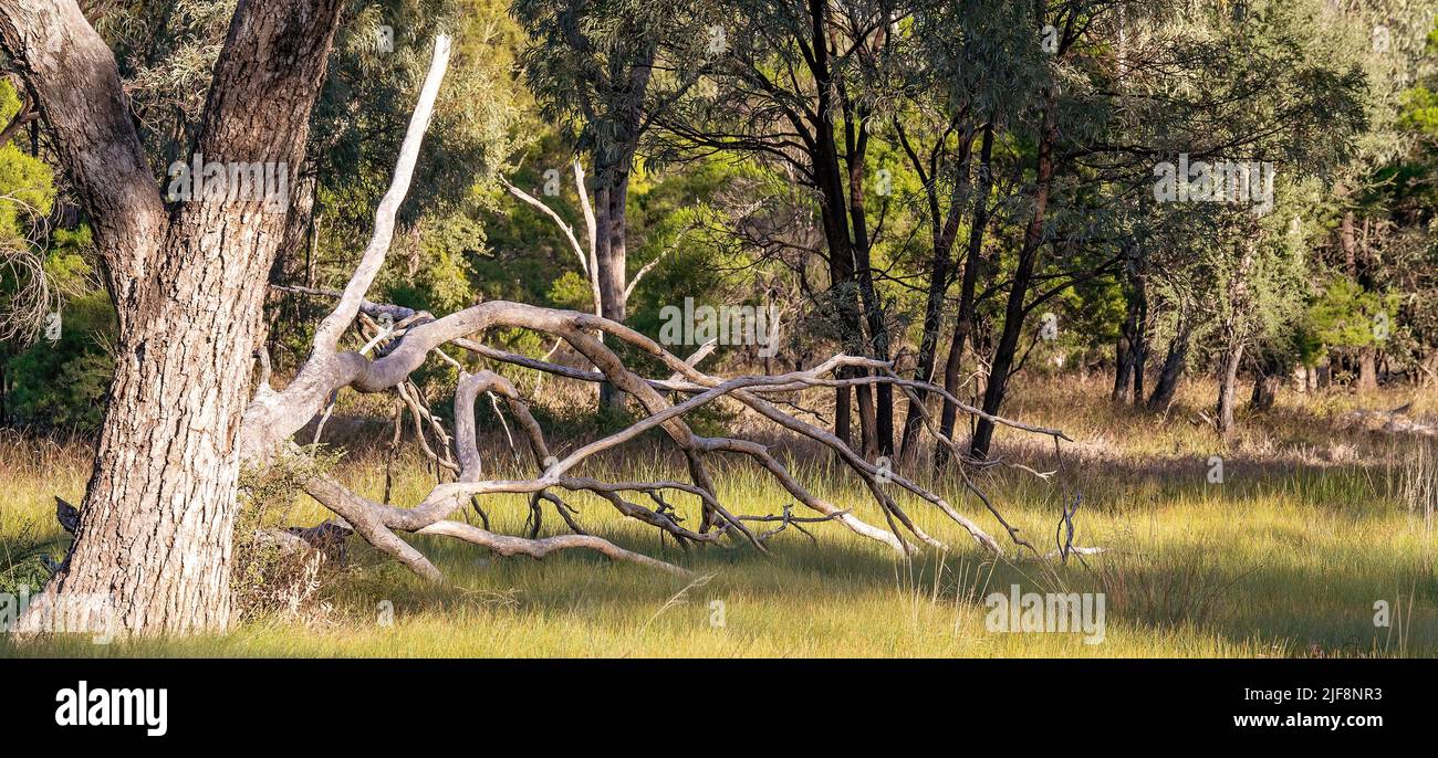 Fallen old tree trunk above thick wetlands grasses in early morning ...