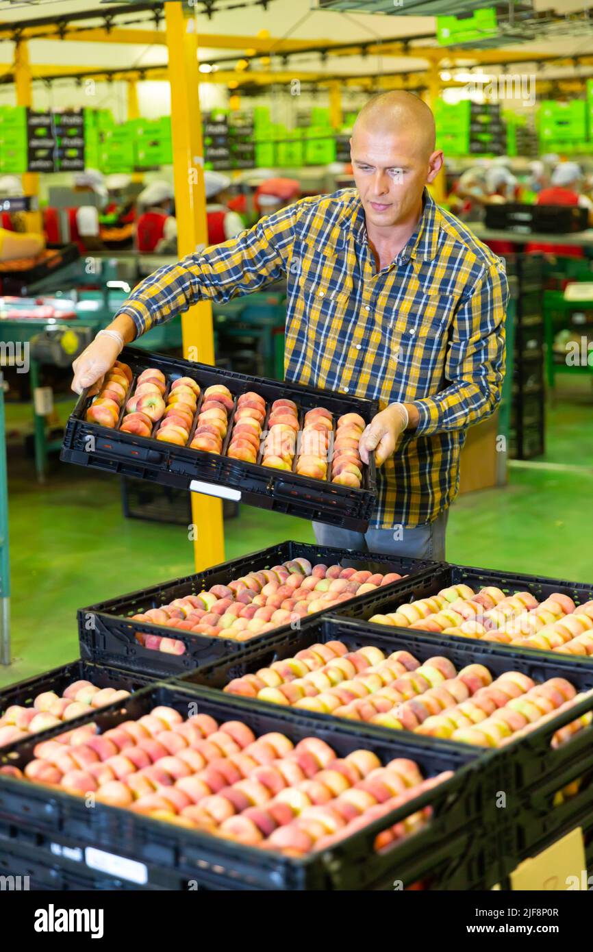 man loading peaches at the warehouse Stock Photo - Alamy