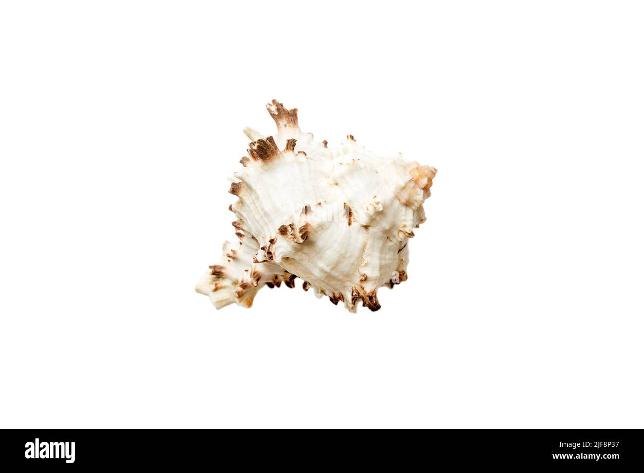 Sea shell isolated on white background. Close up seashell top view ...