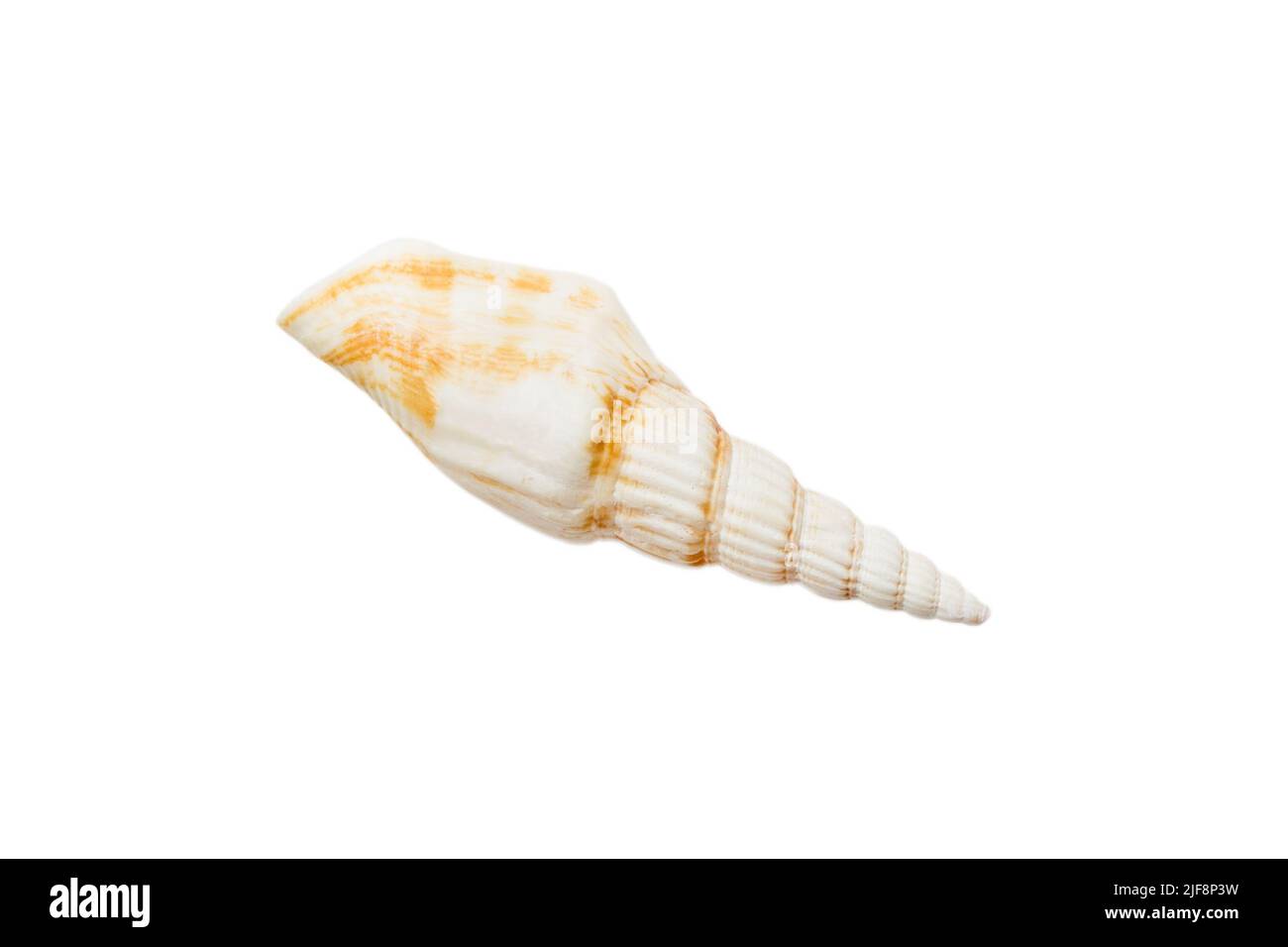 Sea shell isolated on white background. Close up seashell top view ...