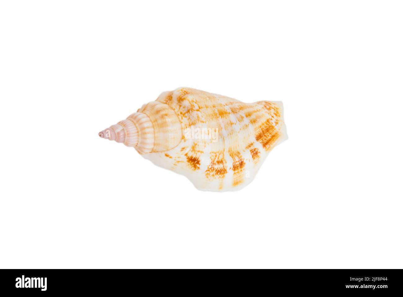 Sea shell isolated on white background. Close up seashell top view ...