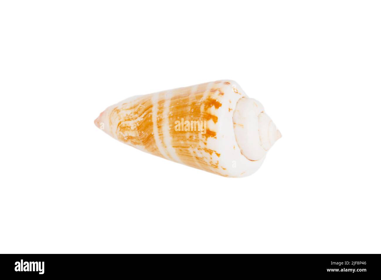 Sea shell isolated on white background. Close up seashell top view ...