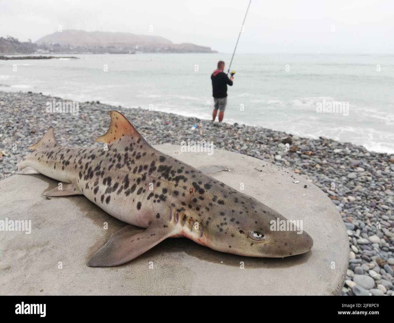 Toyo shark caught by a fisherman. ocean Stock Photo - Alamy