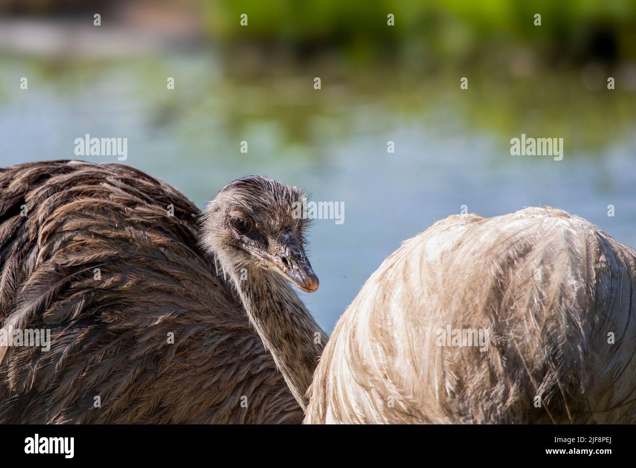 The greater or American rhea (Rhea americana), bird native to south ...