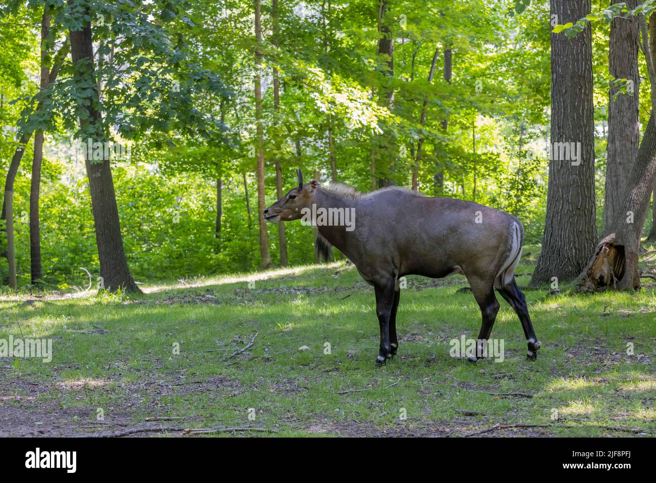 Nilgai - Blue Bull (Boselaphus tragocamelus), one of the large antelope ...