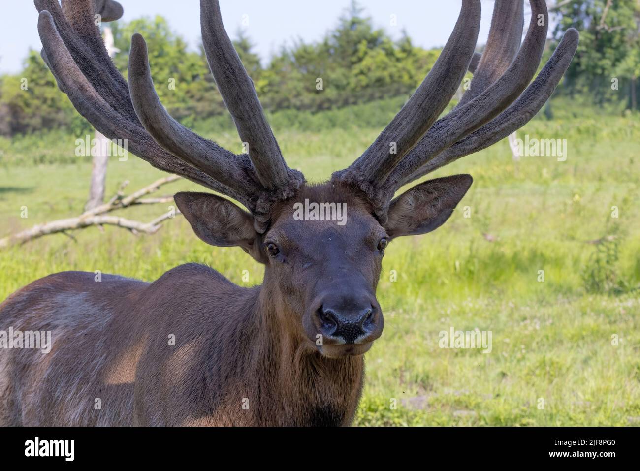 The elk (Cervus canadensis), also known as the wapiti, a large elk ...