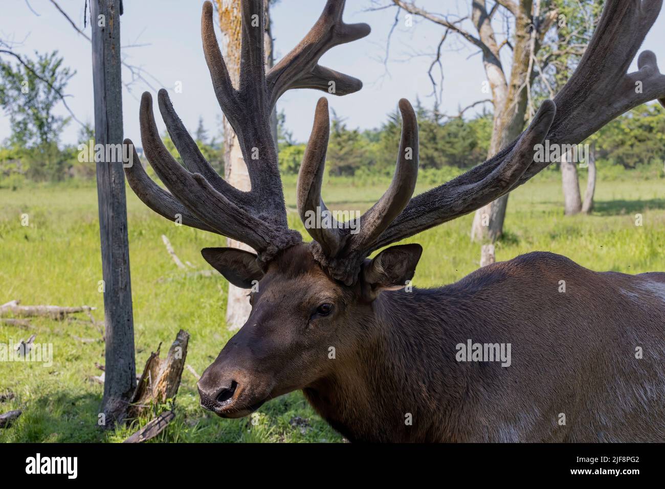 The elk (Cervus canadensis), also known as the wapiti, a large elk ...