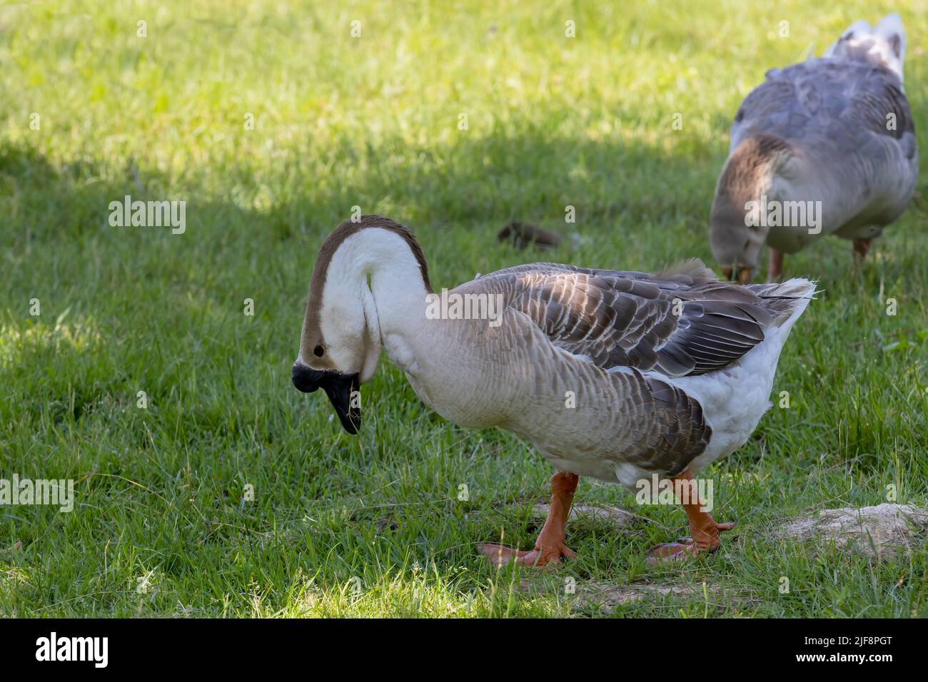 African domestic goose. The African goose is a breed of domestic goose ...