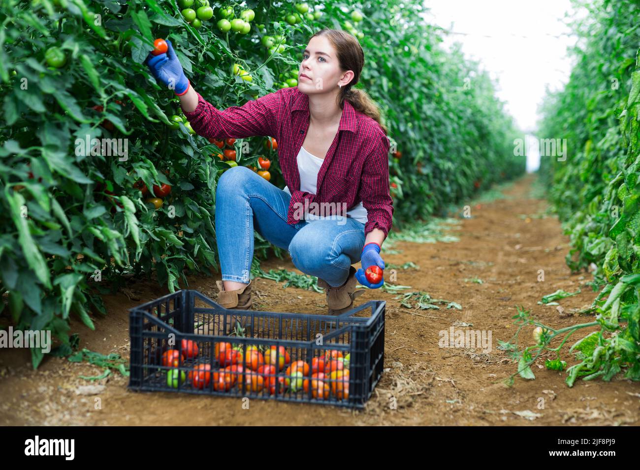 Girl picking tomatoes Stock Photo - Alamy