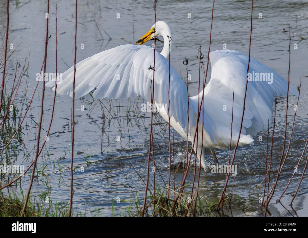 Great white heron hunting and gathering fish prey on edge of wetland at ...