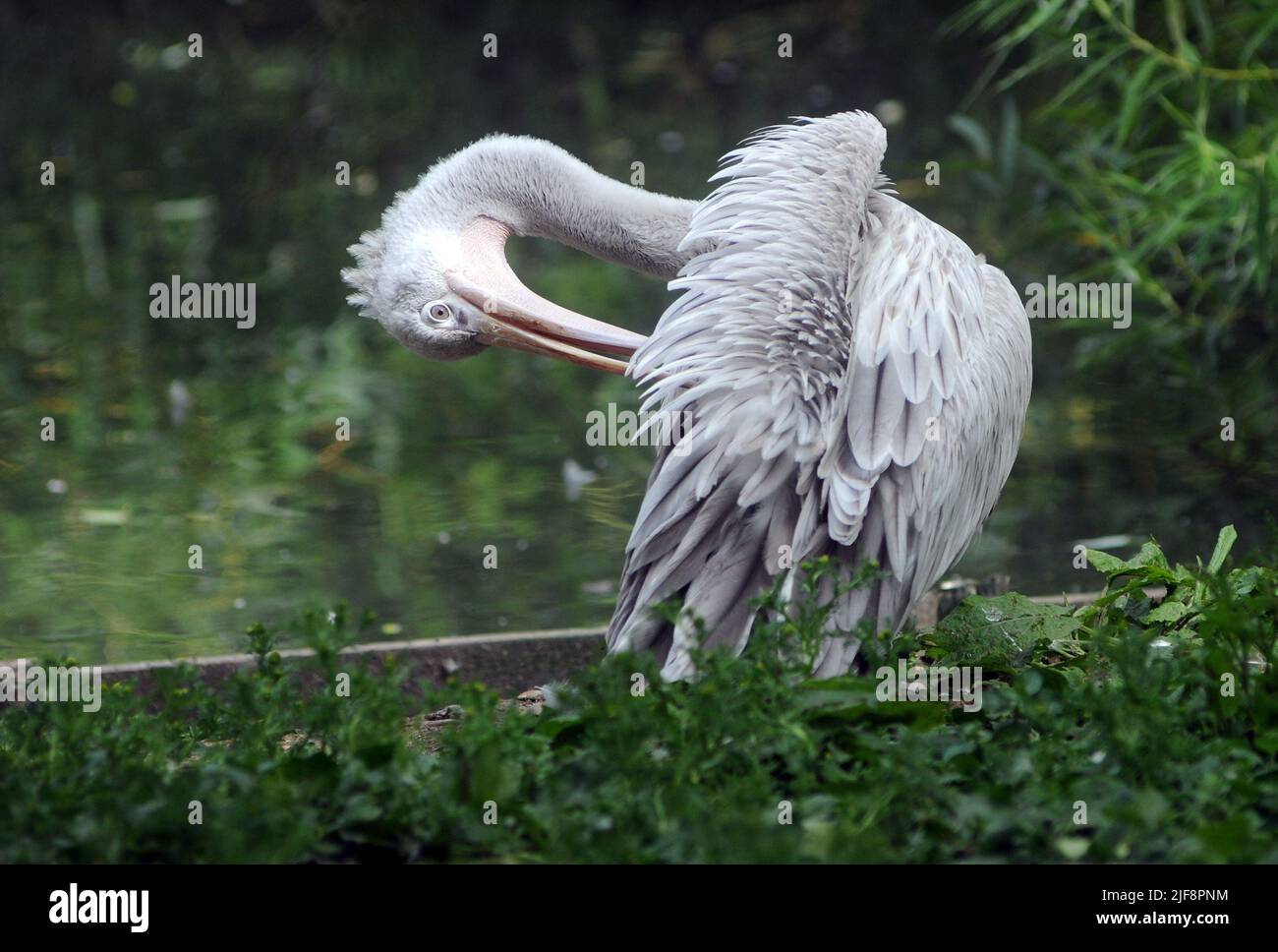PELICAN PREENING,BIRDWORLD, FARNHAM, SURREY PIC MIKE WALKER 2022 Stock ...