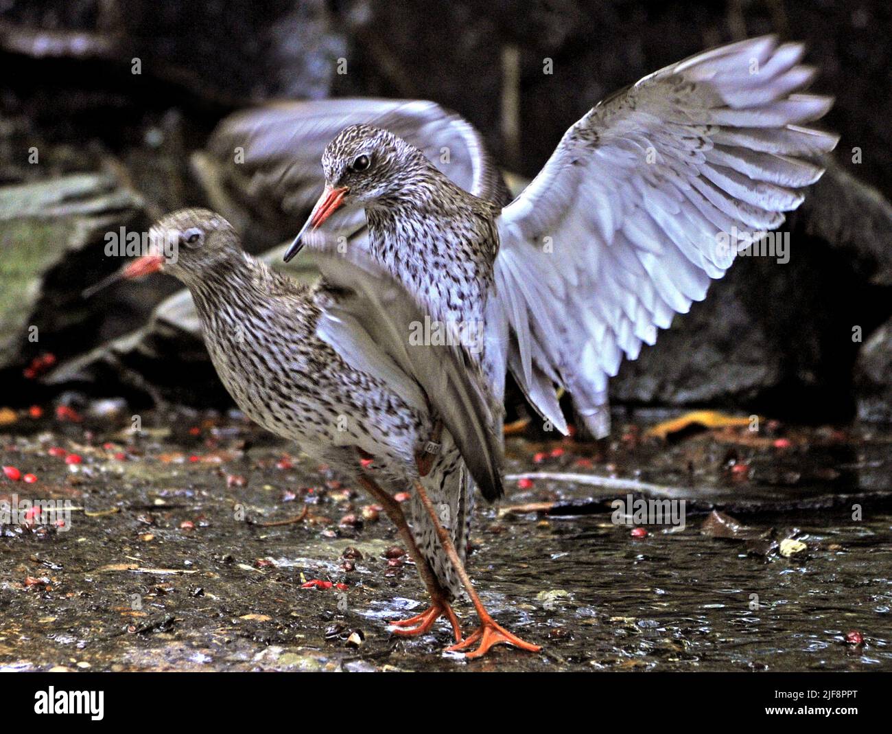 REDSHANKS MATING. PIC MIKE WALKER Stock Photo - Alamy