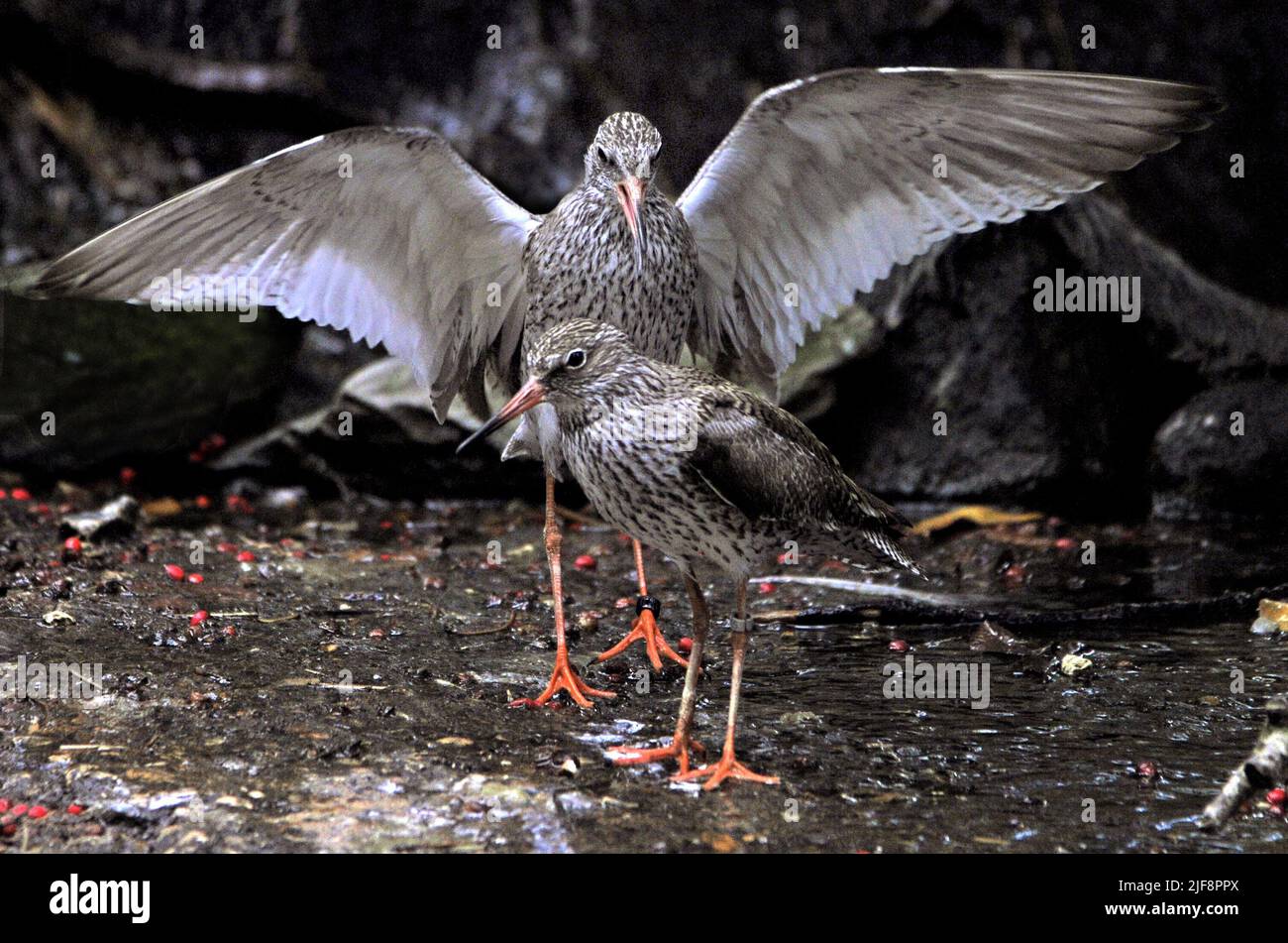 REDSHANKS MATING. PIC MIKE WALKER Stock Photo - Alamy
