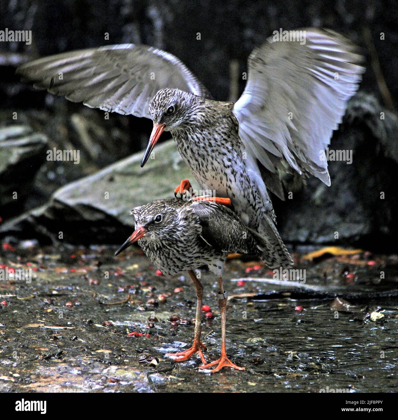 REDSHANKS MATING AT BIRDWORLD, FARNHAM, SURREY. PIC MIKE WALKER 2022 ...