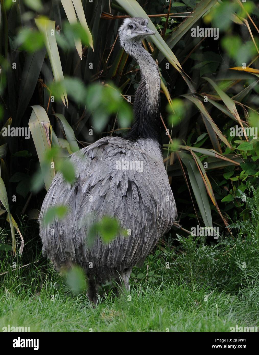 RHEA AT BIRDWORLD, FARNHAM, SURREY. PIC MIKE WALKER 2022 Stock Photo ...