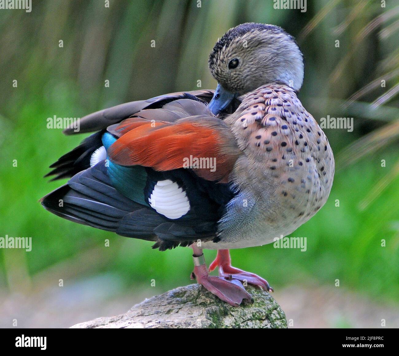 RINGED TEAL, BIRDWORLD, FARNHAM , SURREY PIC MIKE WALKER 2022 Stock ...
