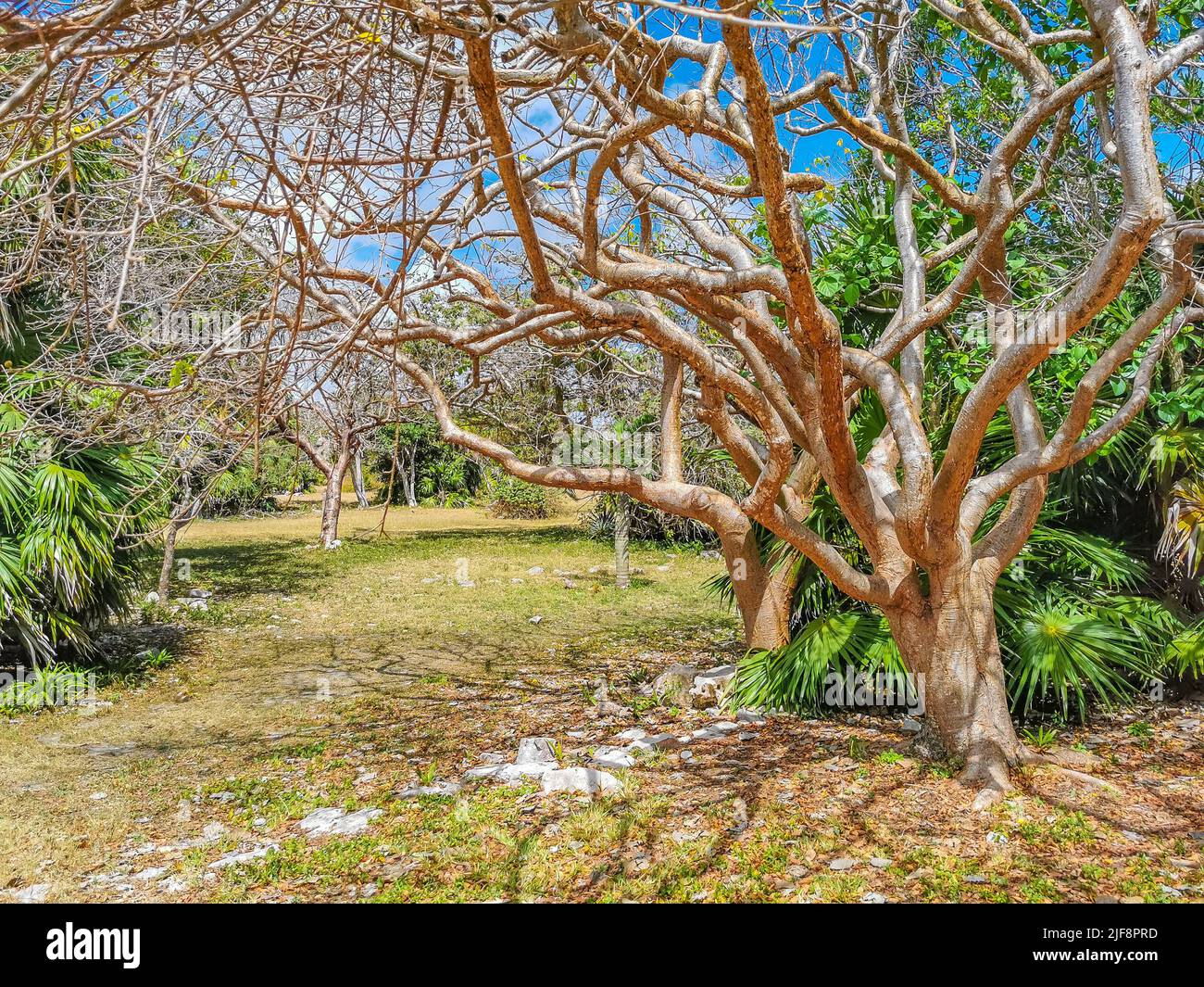 Ancient Tulum ruins Mayan site with temple ruins pyramids and artifacts ...