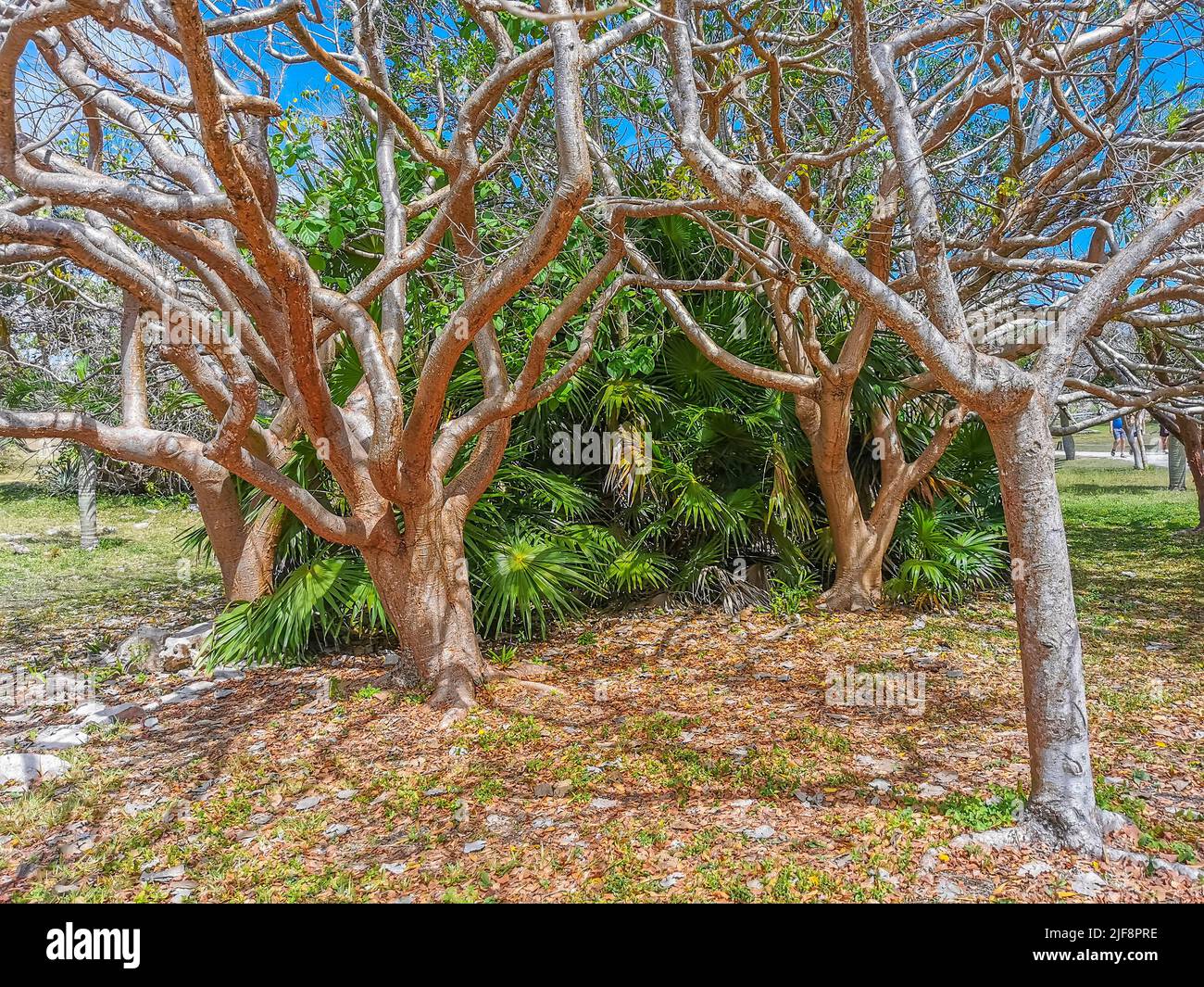 Ancient Tulum ruins Mayan site with temple ruins pyramids and artifacts ...