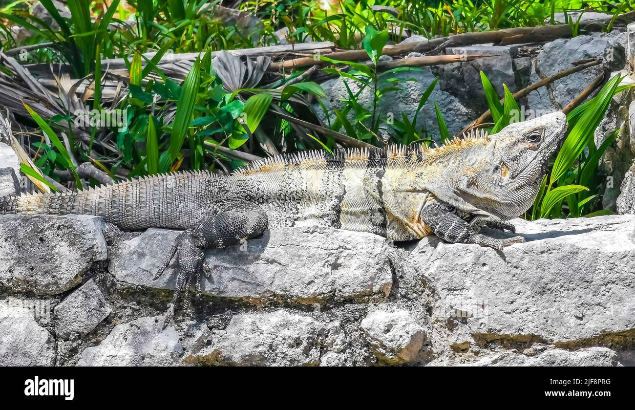 Huge Iguana gecko animal on rocks at the ancient Tulum ruins Mayan site ...