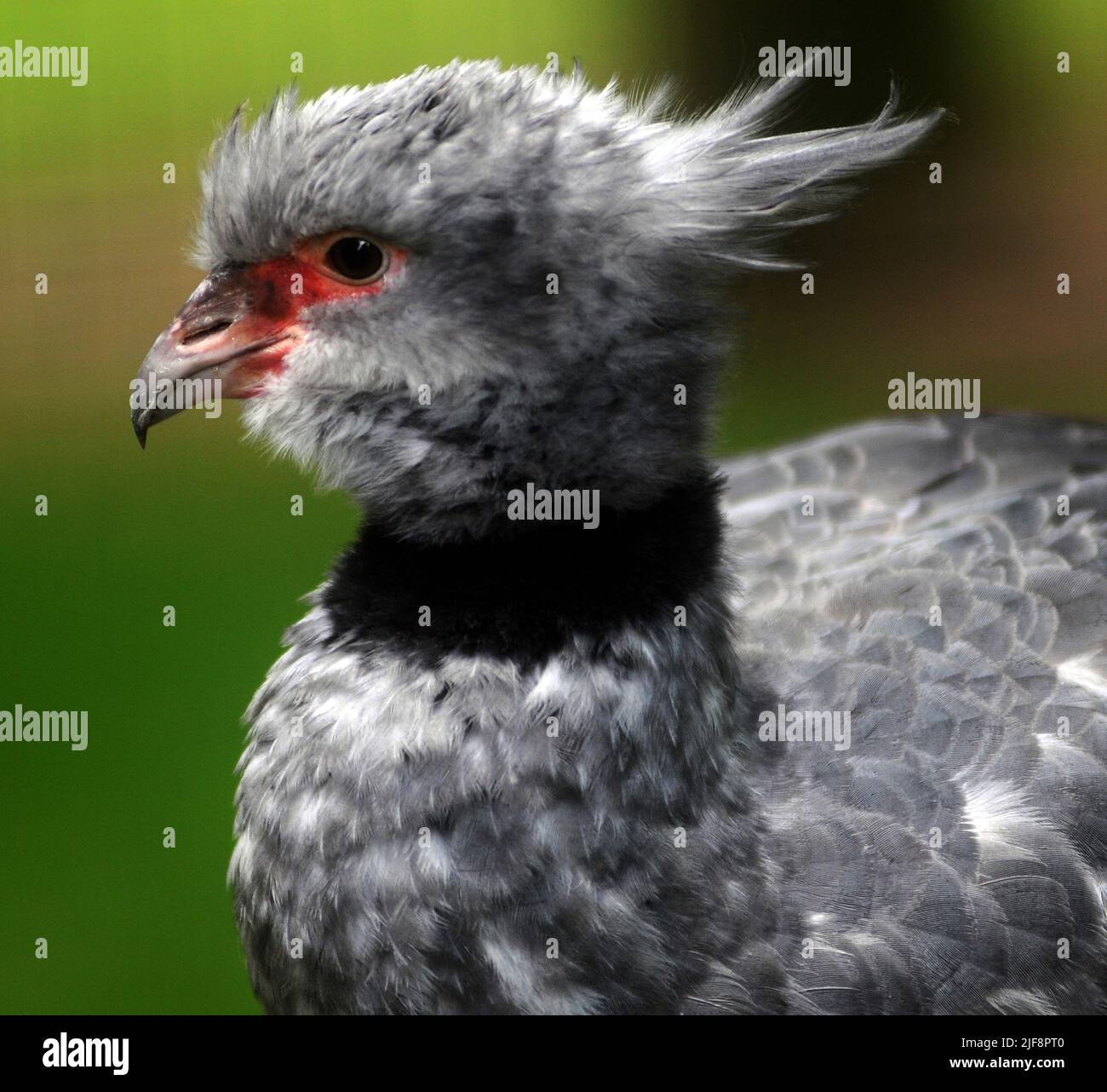 SOUTHERN SCREAMER, BIRDWORLD, FARNHAM,SURREY PIC MIKE WALKER Stock ...