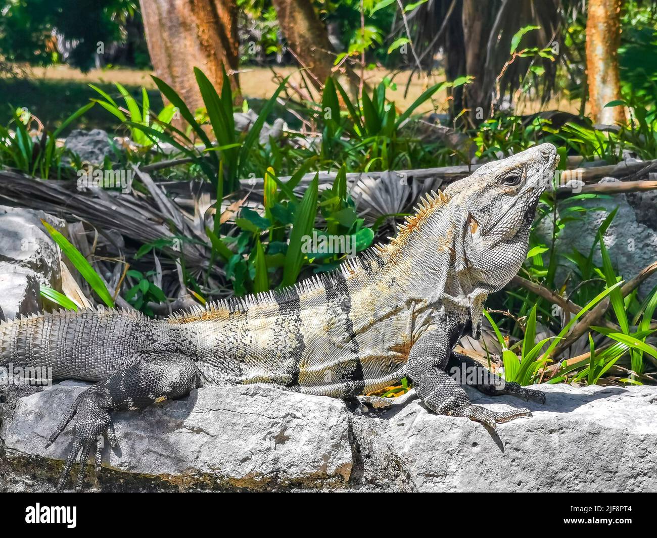 Huge Iguana gecko animal on rocks at the ancient Tulum ruins Mayan site ...