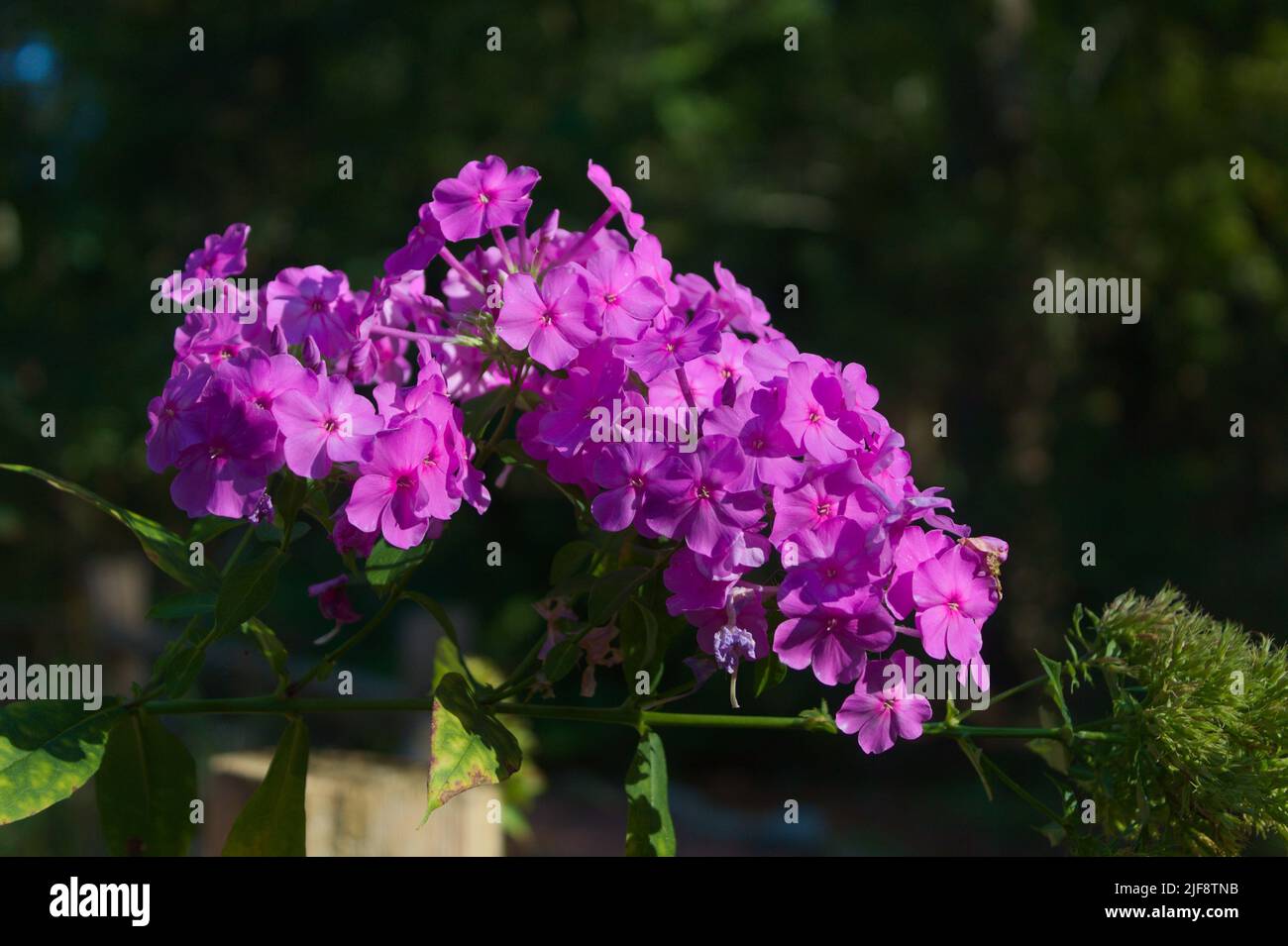pretty purple flower blooming Stock Photo - Alamy