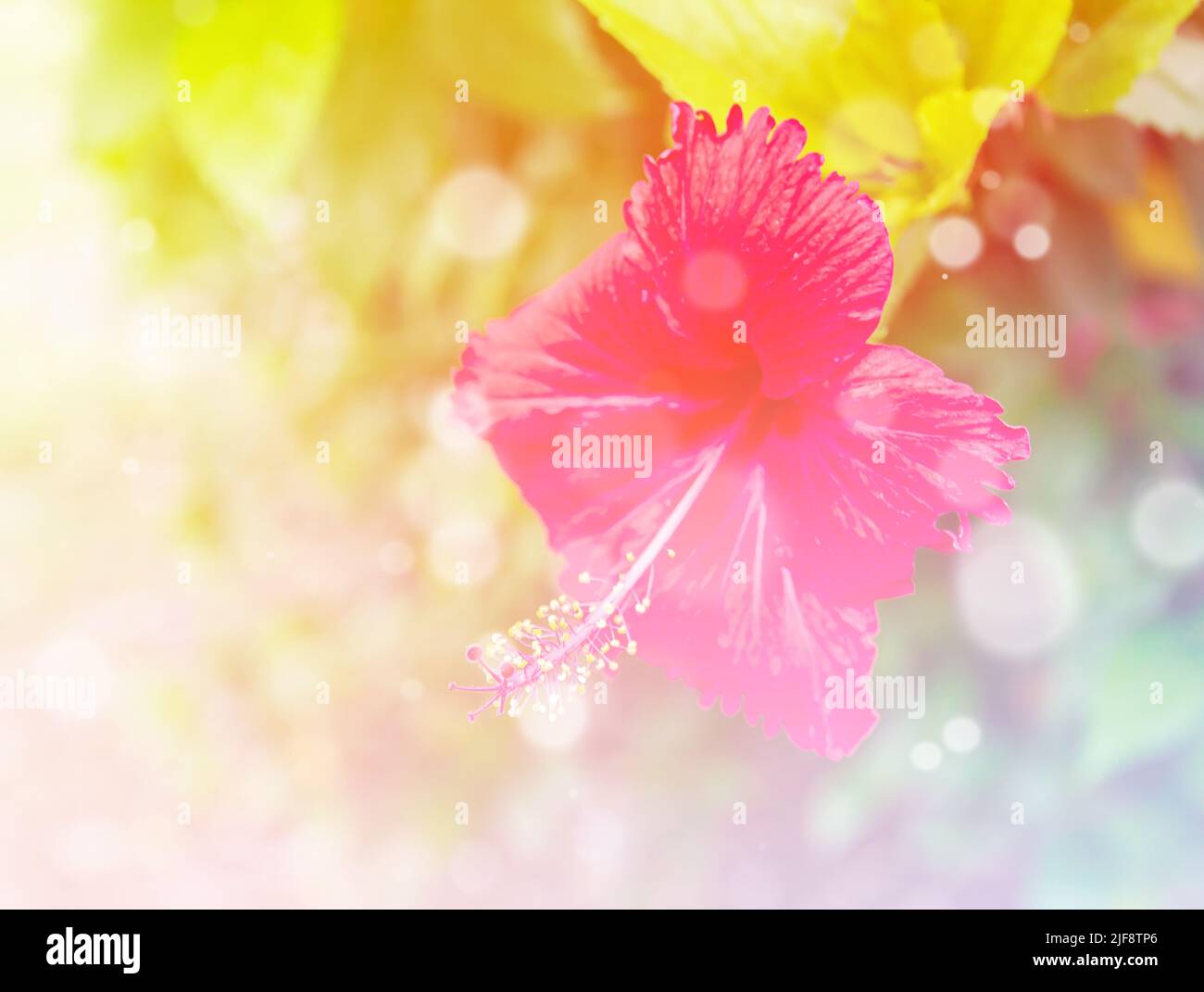 Beautiful fresh flowers with soft focus color filtered background Stock ...