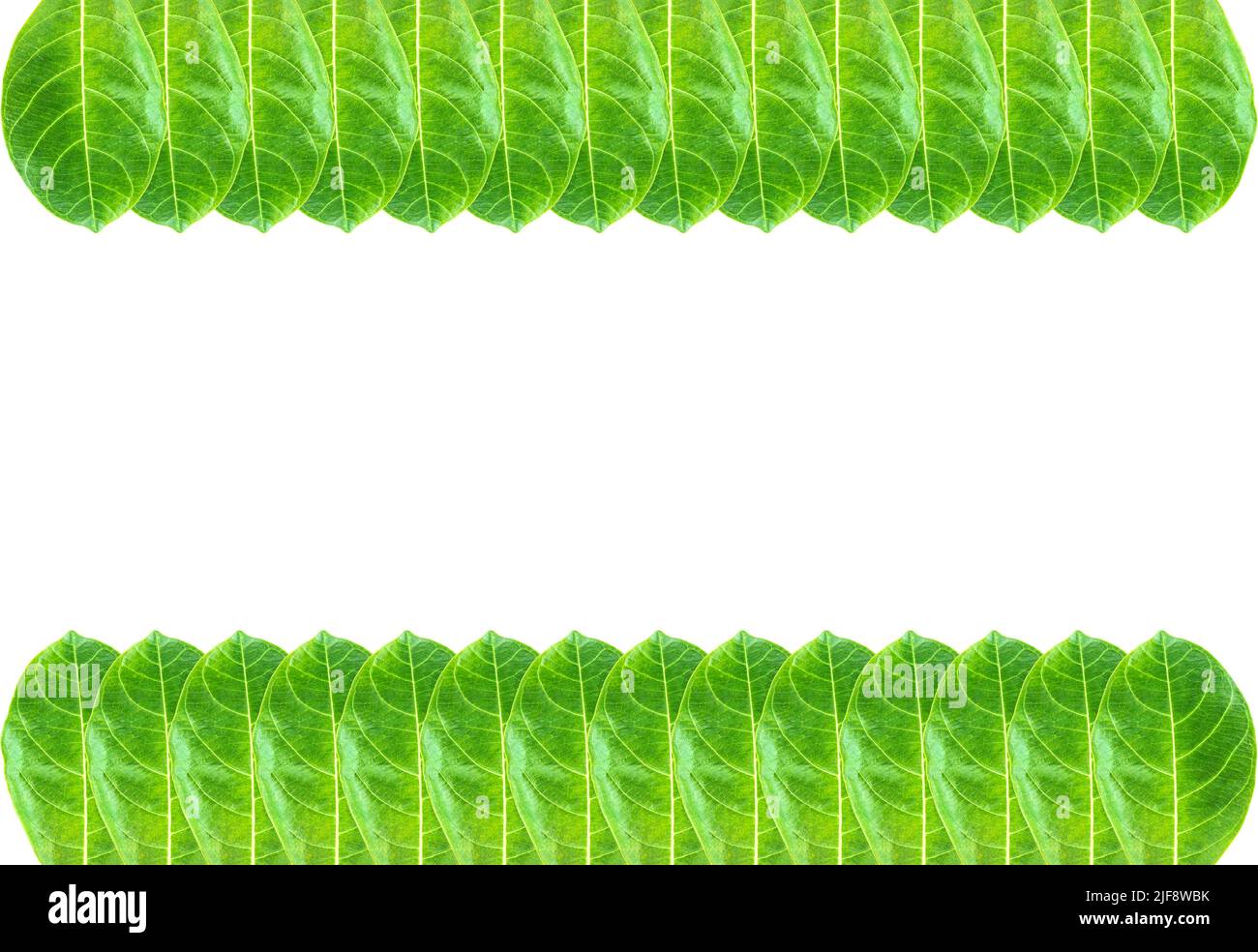 Fresh green leaf background for any design Stock Photo - Alamy