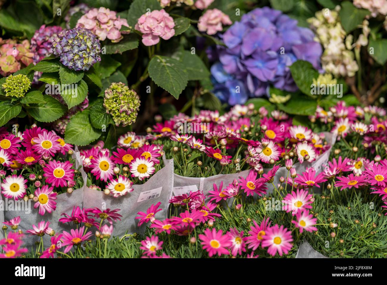 Edward flower hi-res stock photography and images - Alamy