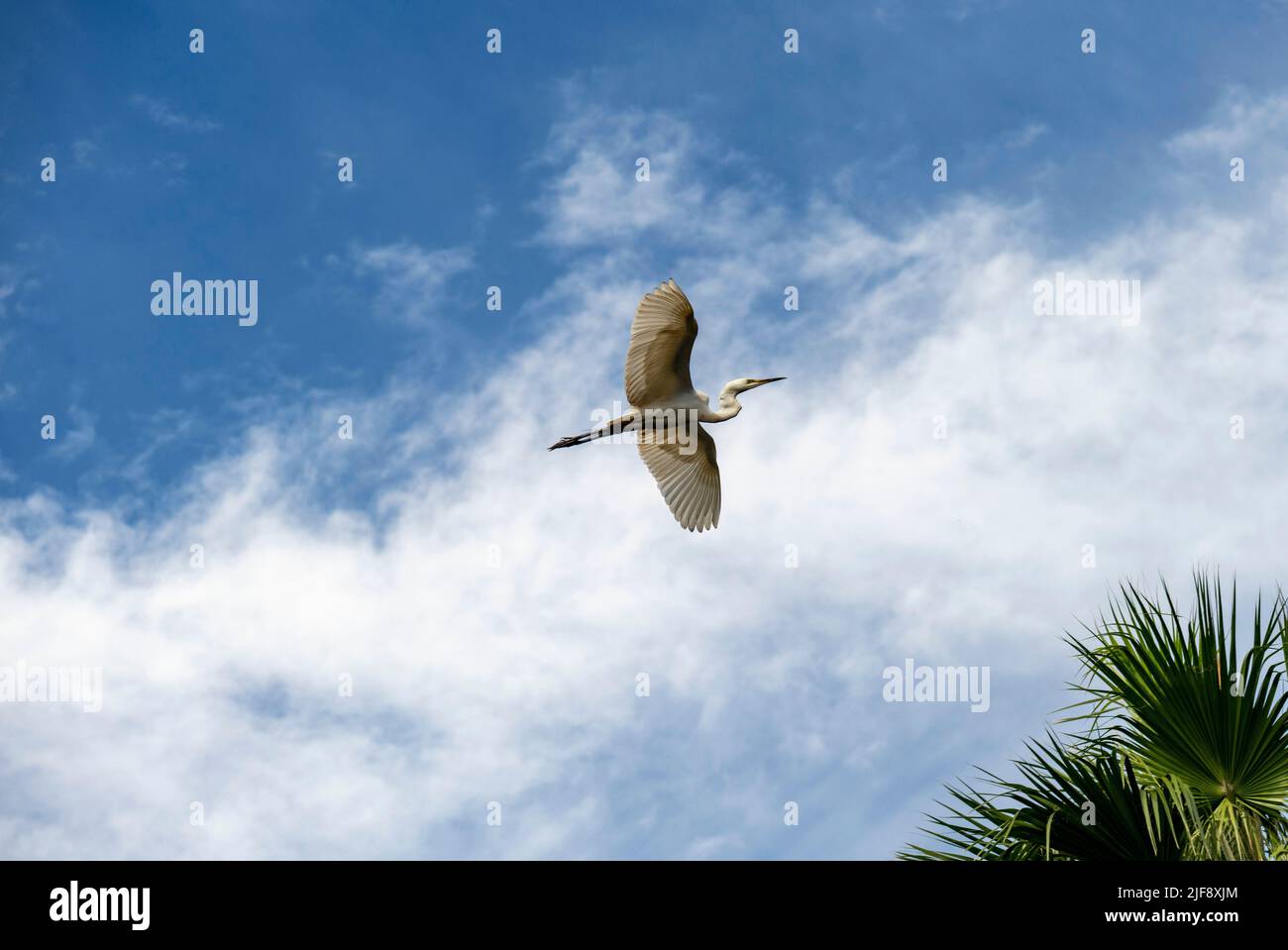 An Egret (Ardea alba) flying in the sky in Sydney, NSW, Australia ...