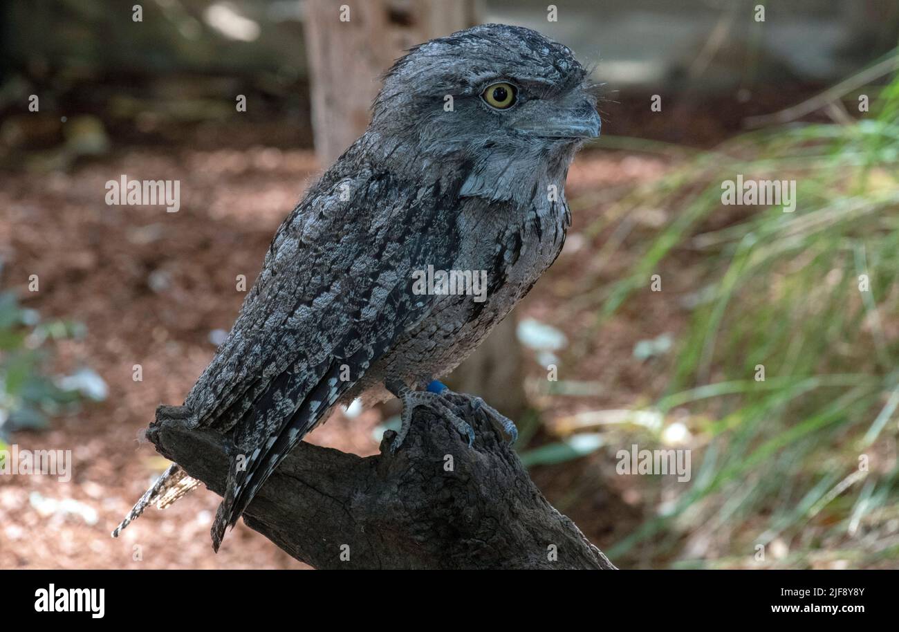 Close-up of a Tawny Frogmouth (Podargus Strigoides) in Sydney, NSW ...
