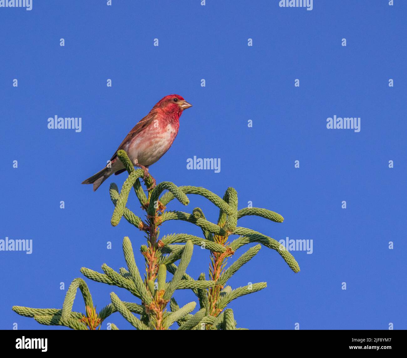 Striking male hi-res stock photography and images - Alamy