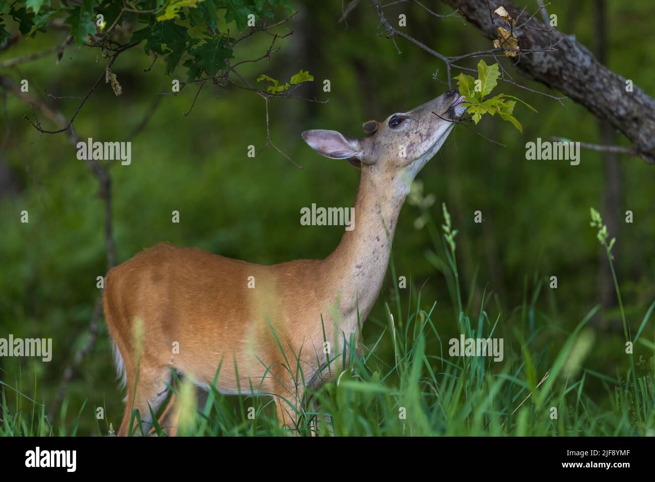 Deer Eating Leaves
