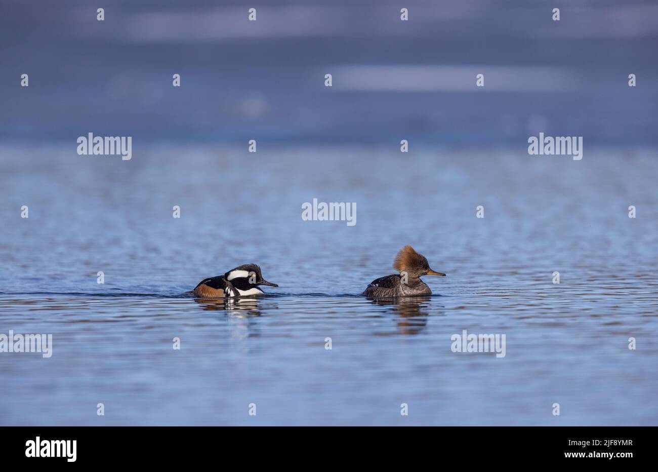 Drake and hen hooded mergansers in northern Wisconsin Stock Photo - Alamy