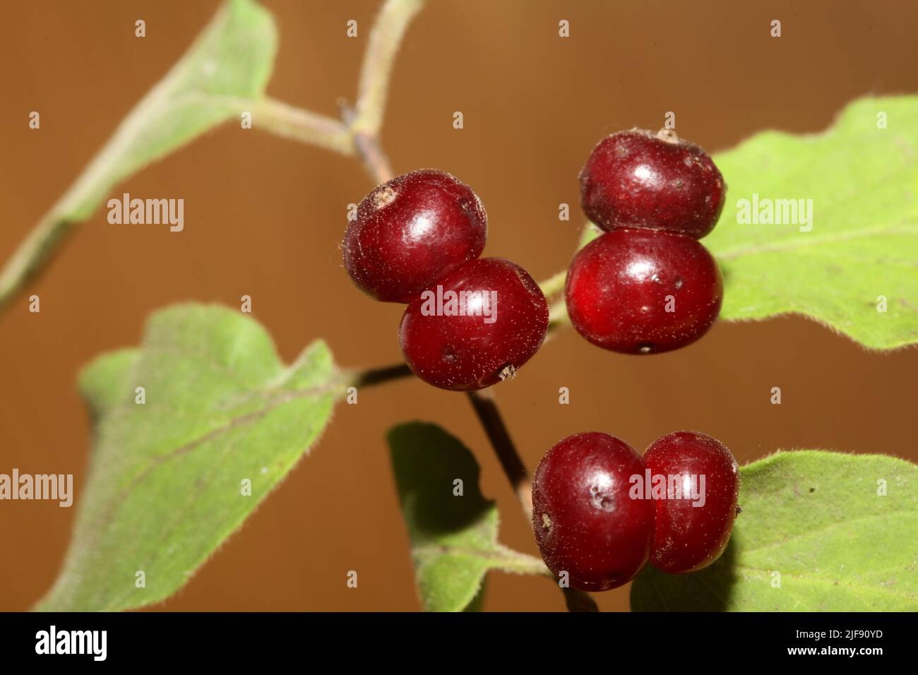 Wild red fruits close up botanical background lonicera xylosteum family ...