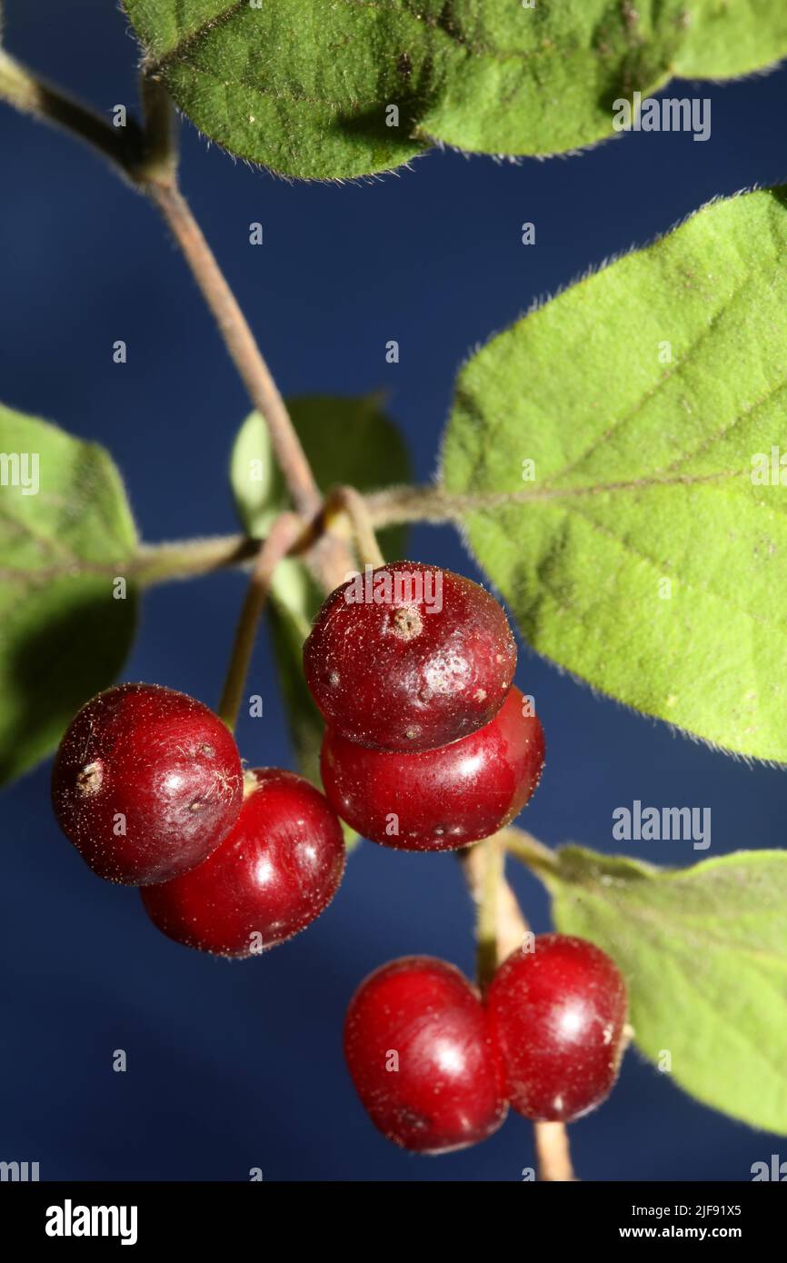 Wild red fruits close up botanical background lonicera xylosteum family ...
