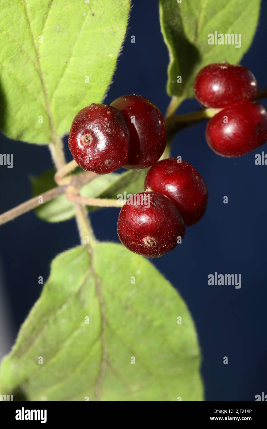 Wild red fruits close up botanical background lonicera xylosteum family ...