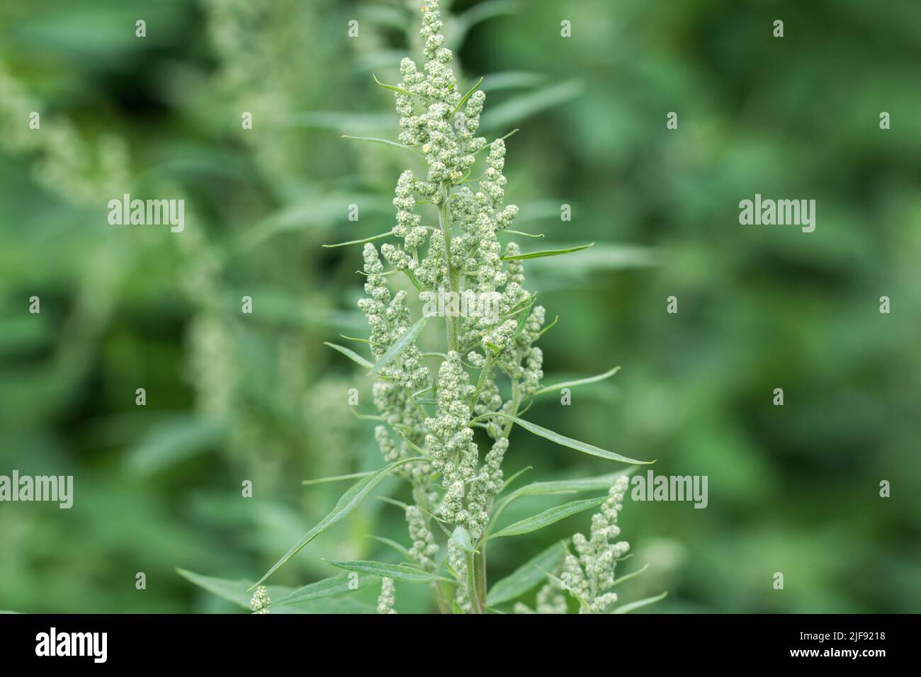 Spinach Plant Flowering
