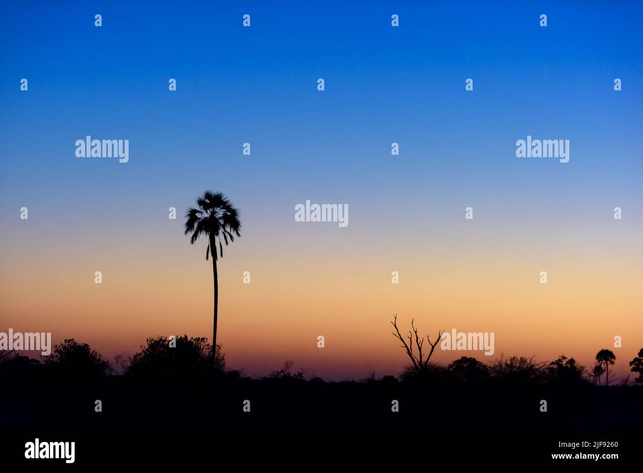 Africa sunset tree hi-res stock photography and images - Alamy