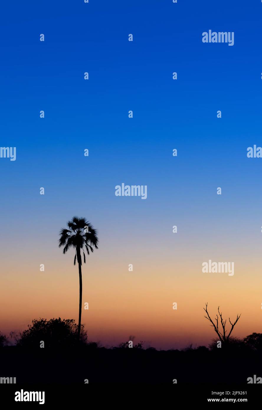 Tree and the sunset hi-res stock photography and images - Alamy