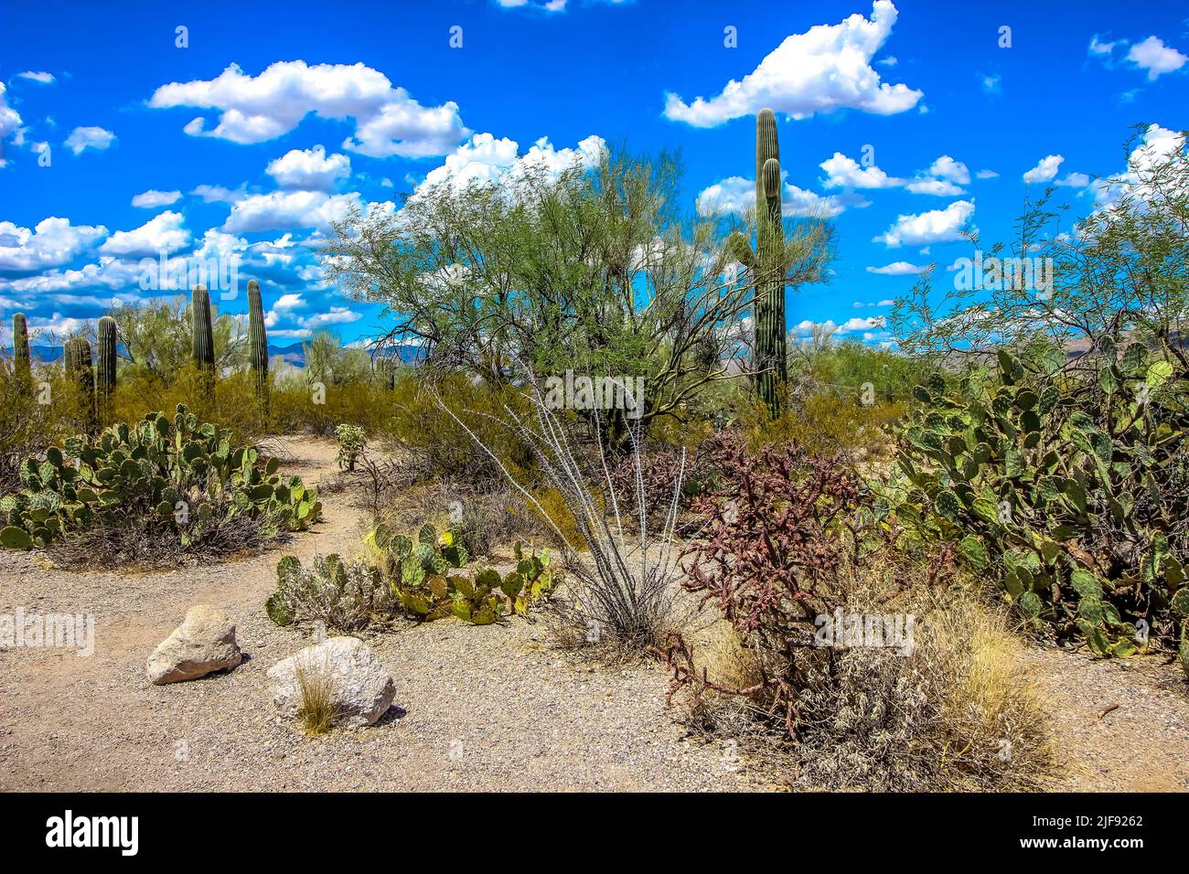 Various Types Of Cactus On Arizona Desert Floor Stock Photo - Alamy