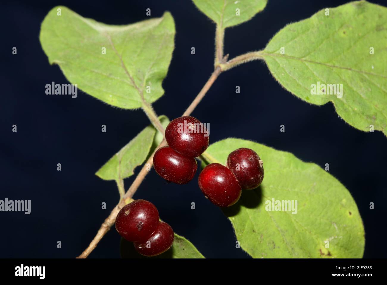 Wild red fruits close up botanical background lonicera xylosteum family ...