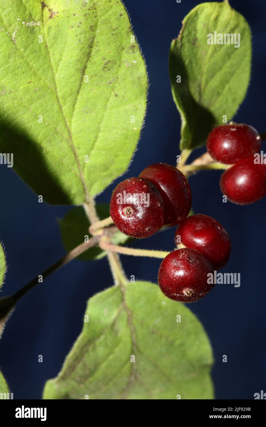 Wild red fruits close up botanical background lonicera xylosteum family ...