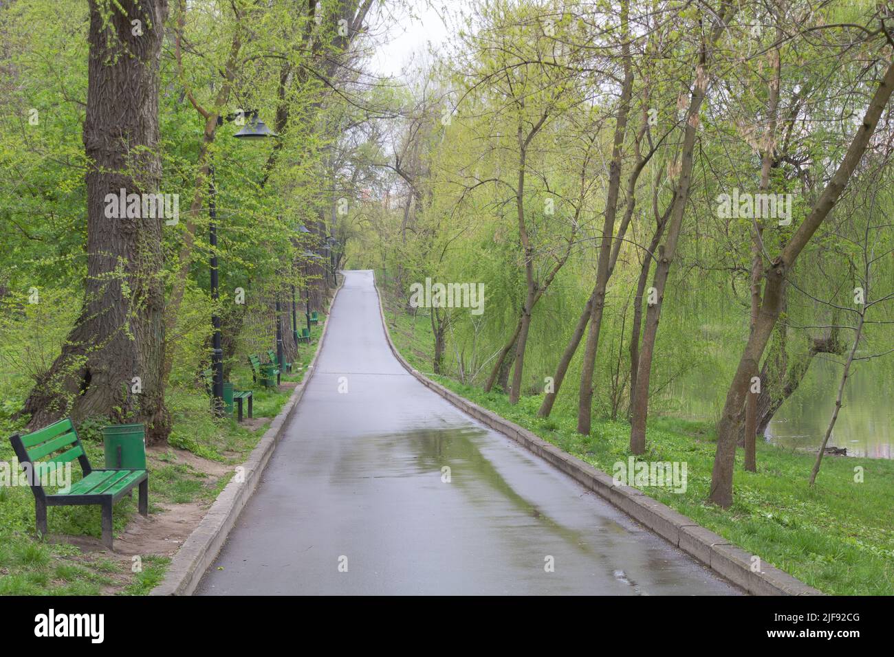 Beautiful trees near an asphalt path after a rain in spring Stock Photo ...
