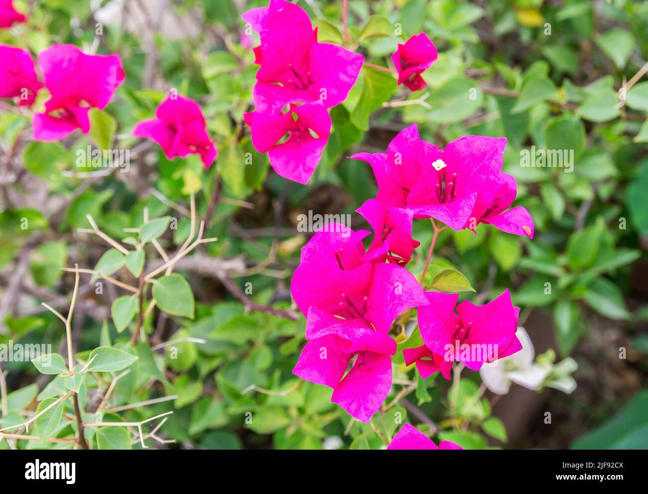 Close up bougainvillea flower hi-res stock photography and images - Alamy