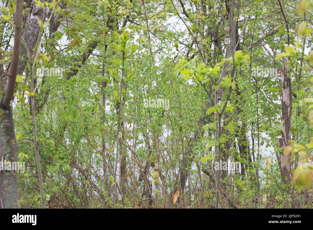 Close up shot of trees in the forest - in spring Stock Photo - Alamy