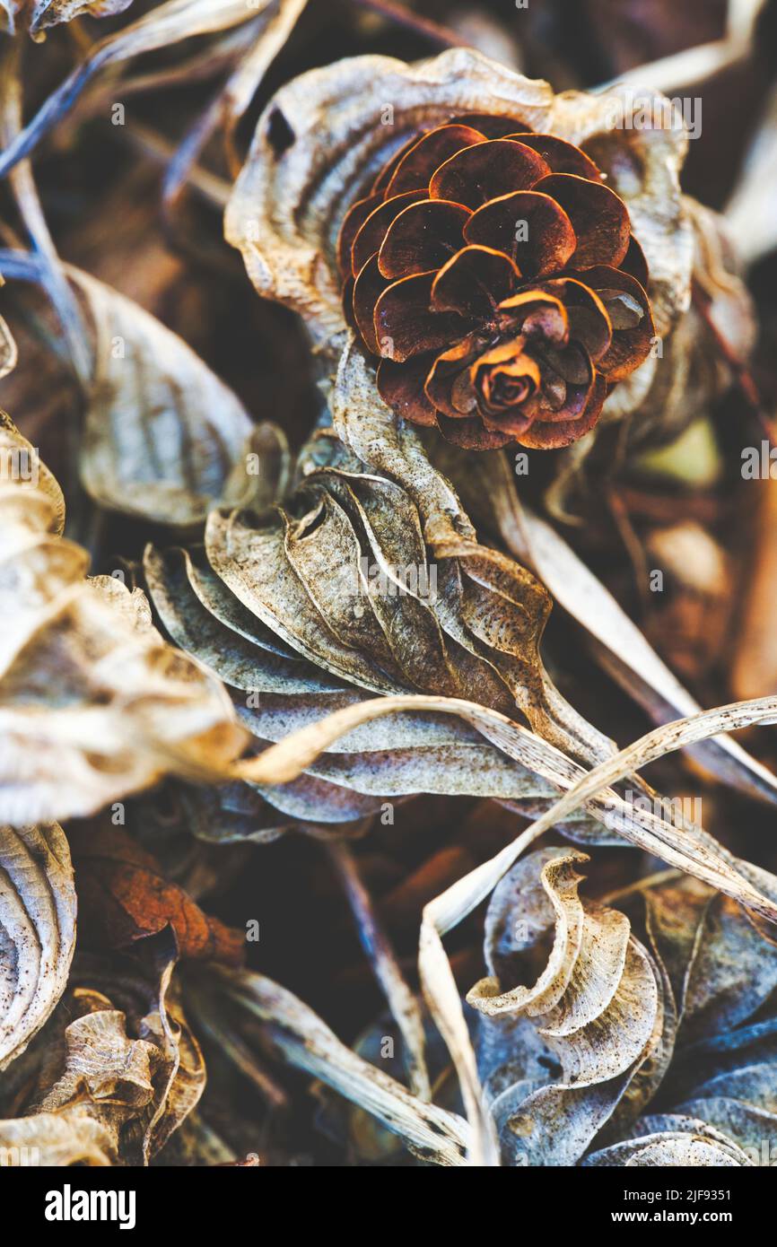 Drying dead plant leaves and cones Stock Photo - Alamy