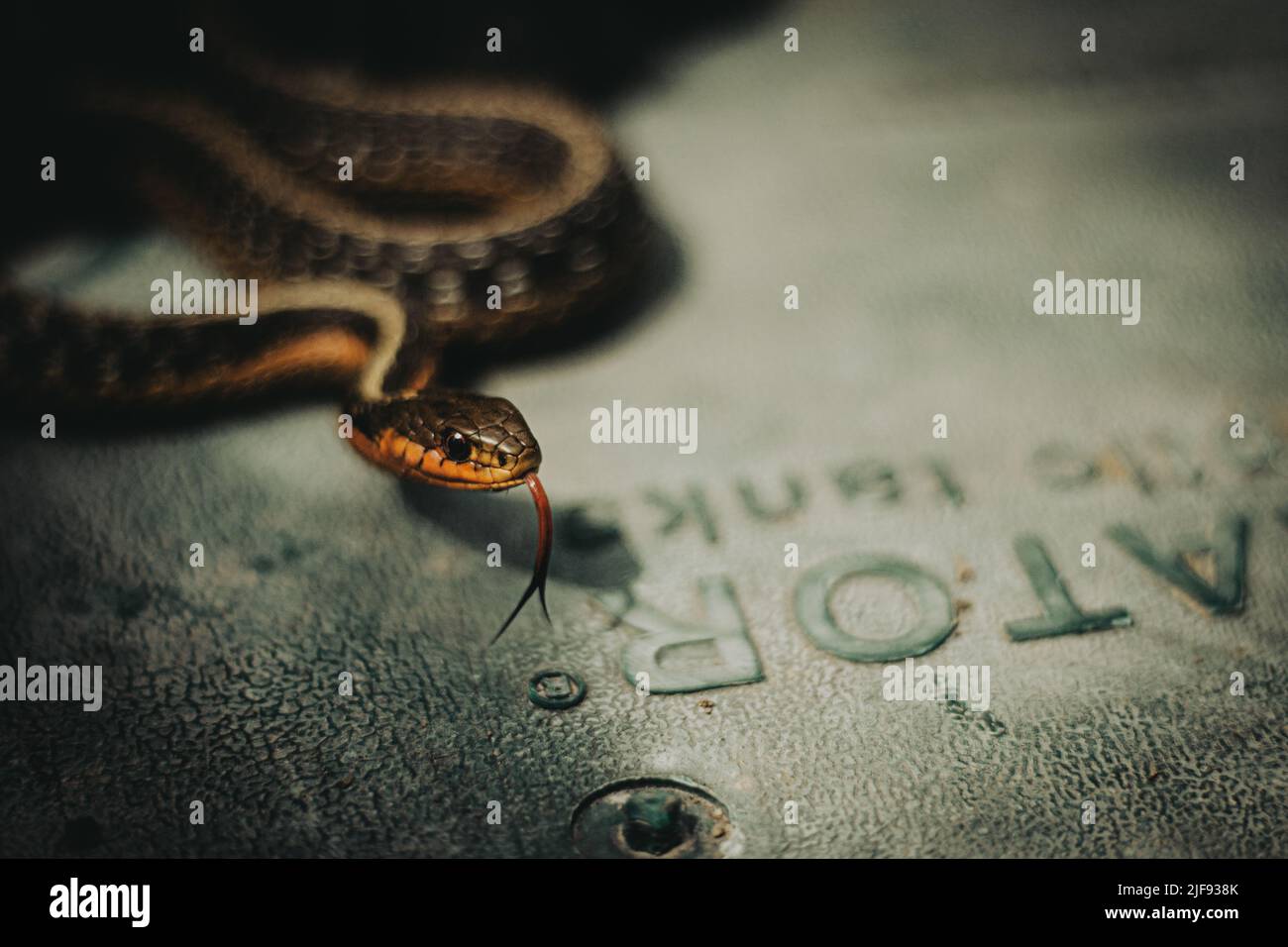 A snake on a stone surface Stock Photo - Alamy