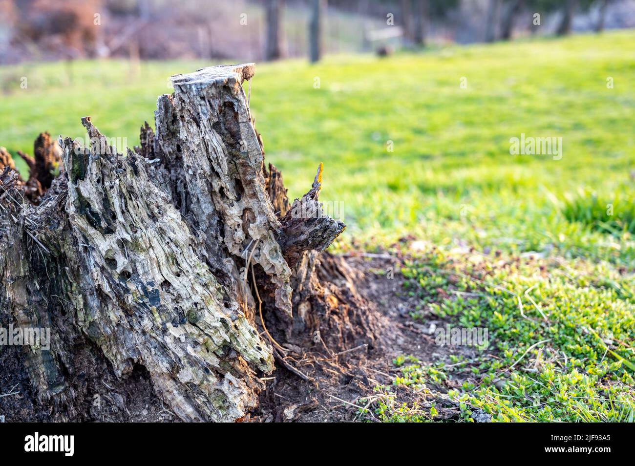 Old rotting tree stump showing age and decay from many years Stock ...